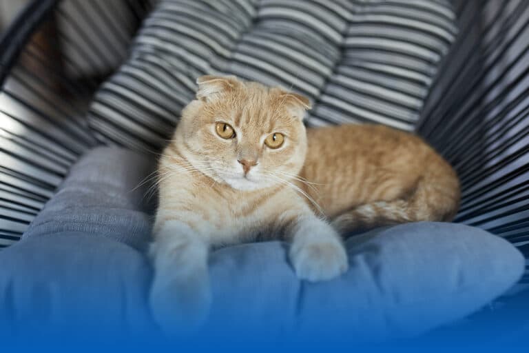 Veterinarian Camden, Hampton | Camden Animal Hospital
